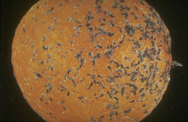 Saissetia oleae: Cochenille noire de l’olivier | Maison des agrumes